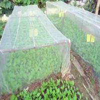 China Plastic Garden Netting For Plant Vegetables And Fruits for sale