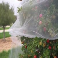 China Breathable Mesh Insect Net Different Width Length Mesh Number for Vegetable Crop Shield for sale