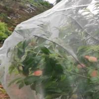China UV Resistant Plant Protection Garden Netting Multiple Mesh Count For Nursery Seedlings for sale