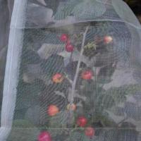 China UV Resistant Plant Protection Garden Netting Multiple Mesh Count For Nursery Seedlings for sale