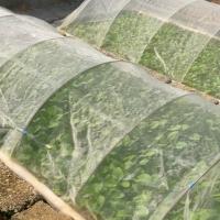 China Agricultural Insect Screen Various Width Length Mesh For Greenhouse And Home Garden for sale