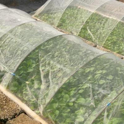 China Agricultural Insect Screen Various Width Length Mesh For Greenhouse And Home Garden for sale
