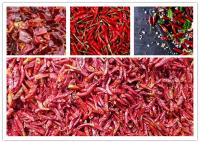 China Hot Air Chili Drying Machine Heat Pump Agricultural Drying Oven Dried Peppers for sale