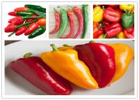 China Hot Air Chili Drying Machine Heat Pump Agricultural Drying Oven Dried Peppers for sale