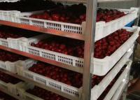 China Electric Red Jujube Hot Air Dryer Machine Fruit And Vegetable Drying Low Noise for sale
