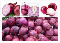 China Industrial Onion Hot Air Dryer Machine Paper Mornga Molochia Drying Machine for sale