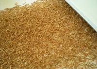 China Black Soldier Fly Microwave Dryer Dried Mealworm Machine 1 Year Complete Warrantly for sale
