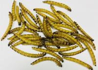China Black Soldier Fly Microwave Dryer Dried Mealworm Machine 1 Year Complete Warrantly for sale