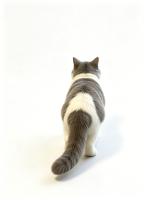 China 4M Oversized Hyper-Realistic British Shorthair Cat Sculpture in Fiberglass Reinforced Plastic for sale