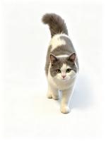 China 4M Oversized Hyper-Realistic British Shorthair Cat Sculpture in Fiberglass Reinforced Plastic for sale