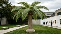 China Commercial Grade Realistic Outdoor Simulation Coconut Tree with Weather-Resistant Materials for Tropical Landscaping for sale