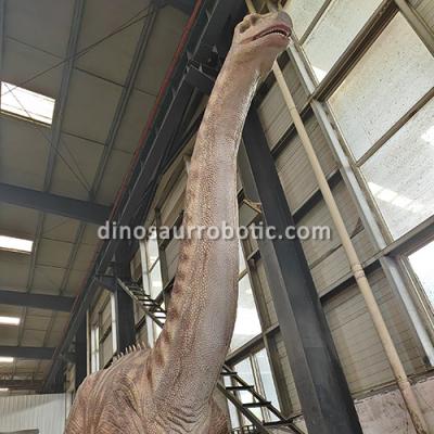 China Diplodocus Life Size Animatronic Dinosaurs Outdoor for sale