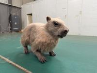 China Highly Detailed Realistic Animal Robot Interactive Animals For Amusement Parks And Malls for sale