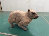 China Highly Detailed Realistic Animal Robot Interactive Animals For Amusement Parks And Malls for sale