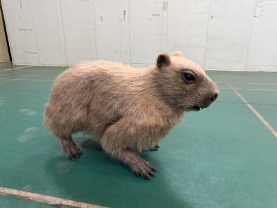 China Highly Detailed Realistic Animal Robot Interactive Animals For Amusement Parks And Malls for sale