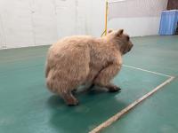 China Highly Detailed Realistic Animal Robot Interactive Animals For Amusement Parks And Malls for sale