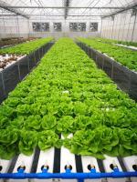 China pH Control Hydroponic System Indoor Hydroponic Garden Tower With Lights for sale