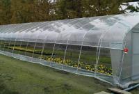 China Rainfall 150mm/H Tunnel Greenhouse With Mechanical Ventilation Optional Cooling System for sale