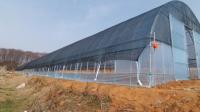 China Rainfall 150mm/H Tunnel Greenhouse With Mechanical Ventilation Optional Cooling System for sale
