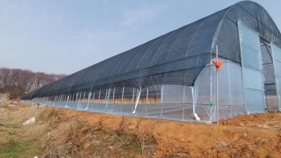 China Rainfall 150mm/H Tunnel Greenhouse With Mechanical Ventilation Optional Cooling System for sale