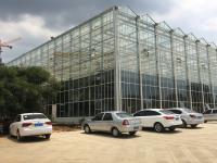 China Venlo Transparent Glass Multi Span Greenhouses With High Light Transmission for sale
