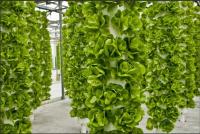China PE / Food Grade PVC Cover Indoor Hydroponic Aeroponic Growing Towers for sale