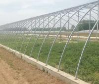 China Agricultural Galvanized Tunnel Greenhouse Plastic Tomato Greenhouse With Bolt Connection for sale