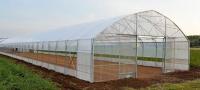 China Plastic Film Tunnel Greenhouse Resists Corrosion Sharp Arch Gothic Greenhouse for sale