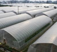 China Plastic Film Tunnel Greenhouse Resists Corrosion Sharp Arch Gothic Greenhouse for sale