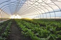 China Plastic Film Tunnel Greenhouse Resists Corrosion Sharp Arch Gothic Greenhouse for sale