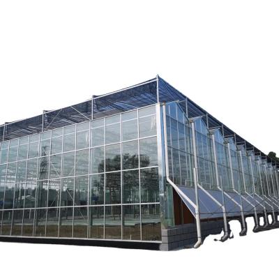 China Hot Dip Galvanized Structure Glass Venlo Agricultural Greenhouse Weather Resistance for sale