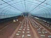 China Sides Ventilation Plastic Tomato Greenhouse Resists Corrosion for sale