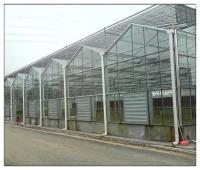 China Rectangular Glass Enclosed Tomato Plant Greenhouse With Wind Resistance for sale