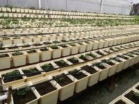 China Hydroponic System Dutch Bucket Vertical Aquaponics Growing System For Vegetables for sale