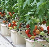 China Hydroponic System Dutch Bucket Vertical Aquaponics Growing System For Vegetables for sale