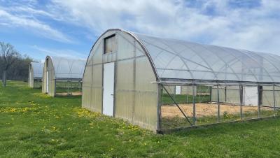 China Galvanized Steel Tunnel Greenhouse with >90% Light Transmittance for sale