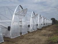 China Steel Single Span Greenhouse With PE Film High Disaster Resistance for sale