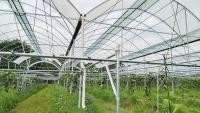 China Double Layer PE Film Multi Span Film Greenhouse With Hydroponic System for sale