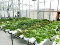 China pH Control Vertical Hydroponic Growing System for Indoor Crop Production for sale