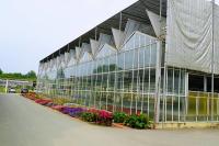 China Aquaponics Venlo Glass Greenhouse With Full Roof Windows Ventilation System for sale