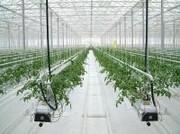 China Solar Control Tempered Insulated Glass Greenhouse Hydroponics System With Accessories for sale