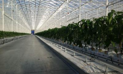 China Rectangular Glass Greenhouse Transparent with UV-Protection Water-Resistance Low Maintenance Wind Resistant for sale