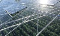 China High Temperature Resistance Glass Greenhouse With Low Maintenance for sale