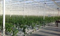 China Multi Span Large Glass Greenhouse Kit Span Width 9.6m 10.8m 12m for sale