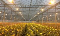China Temperature Resistance Glass Greenhouse with High Durability for sale