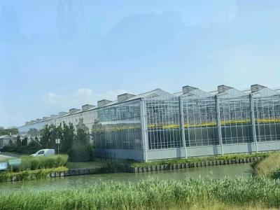 China Rectangular Greenhouse with Glass Walls Water Resistant and Durable for sale