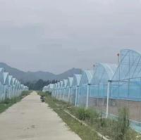 China Sawtooth Roof Multi Span Plastic Film Greenhouse Width 6m 8m 9m for sale