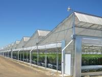 China Multi Span Plastic Film Greenhouse 10X30m With Zinc Coating Frame for sale