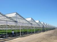 China Multi Span Plastic Film Greenhouse 10X30m With Zinc Coating Frame for sale