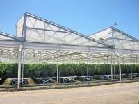 China Multi Span Plastic Film Greenhouse 10X30m With Zinc Coating Frame for sale